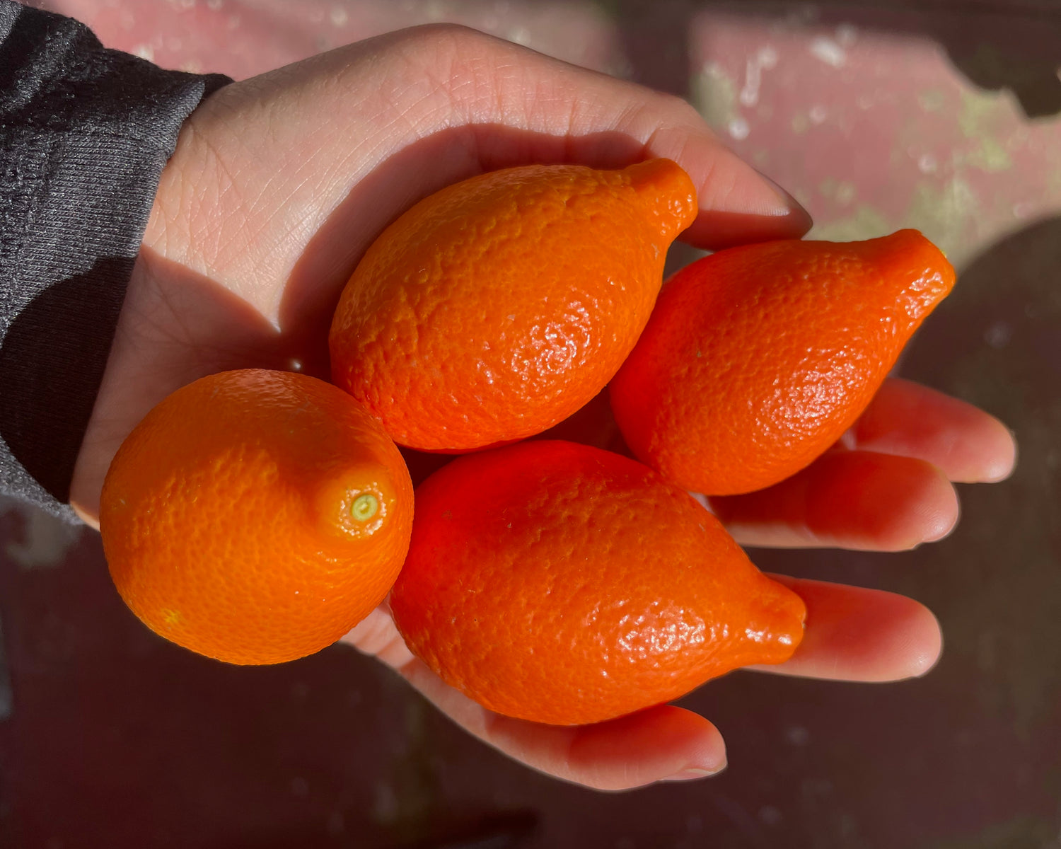 Fruit Notes – fruitqueen