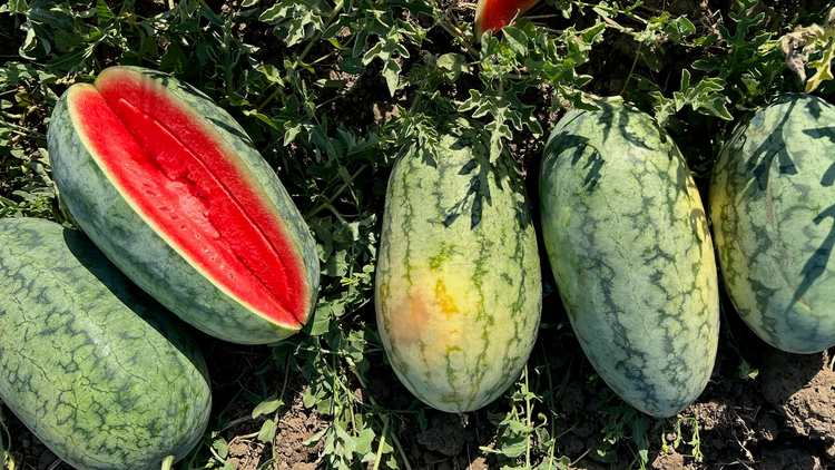 July 18, 2024 – fruitqueen